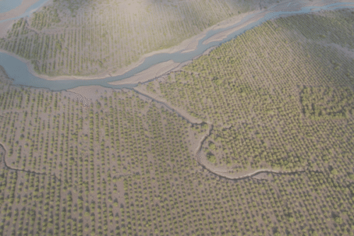 Delta Blue Carbon - Terra Natural Capital